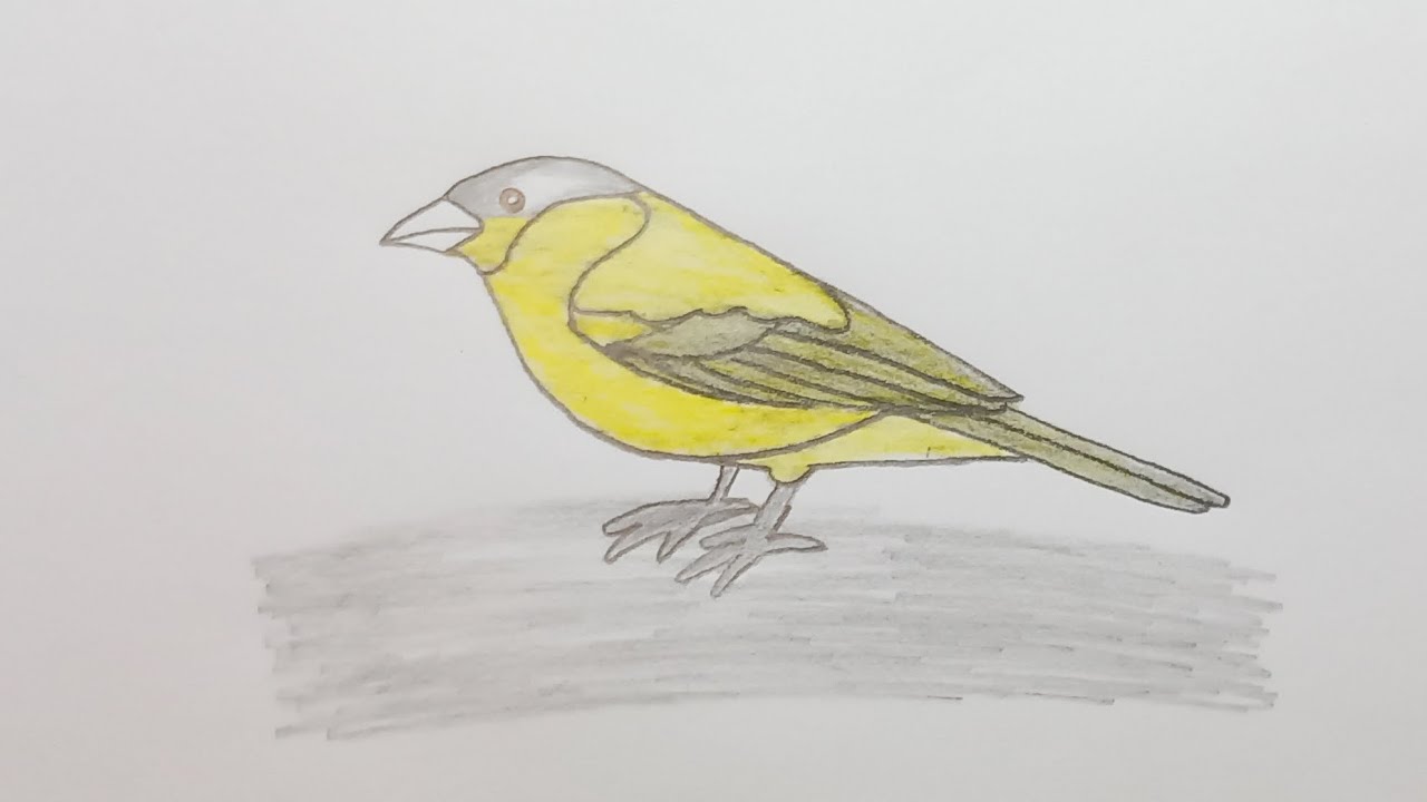 Goldfinch bird drawing!! How to draw a bird easy!! Pencil drawing ...