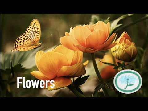 Pathfinder honour Flowers - YouTube