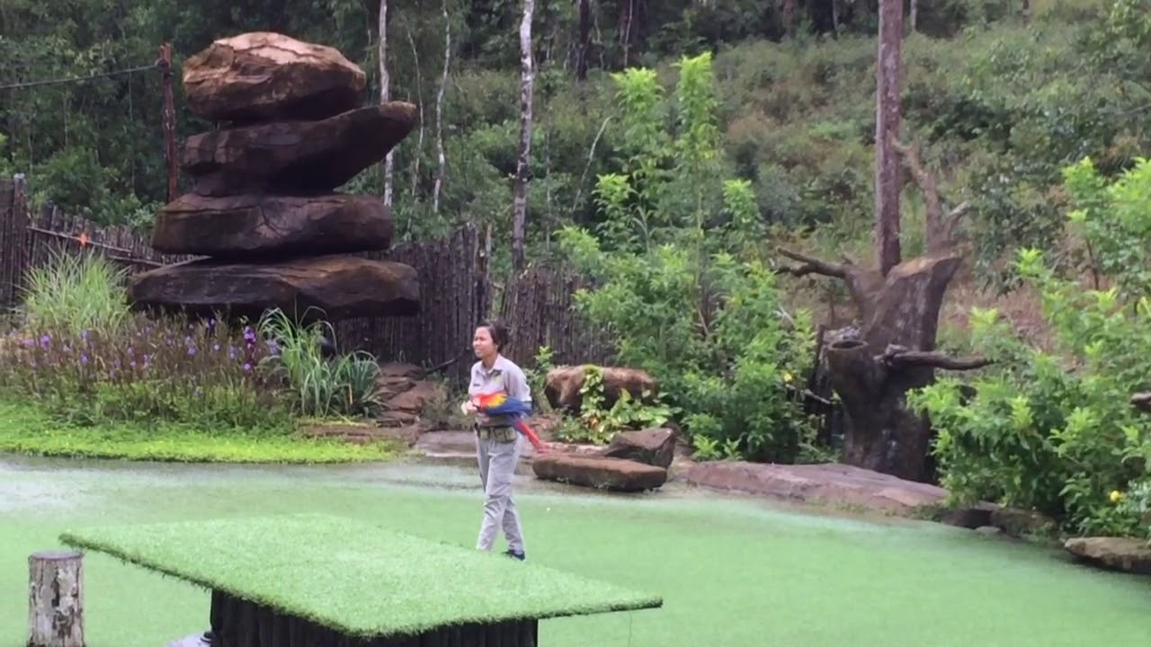 Animal Show FOREVER YouTube animal-show-forever-youtube