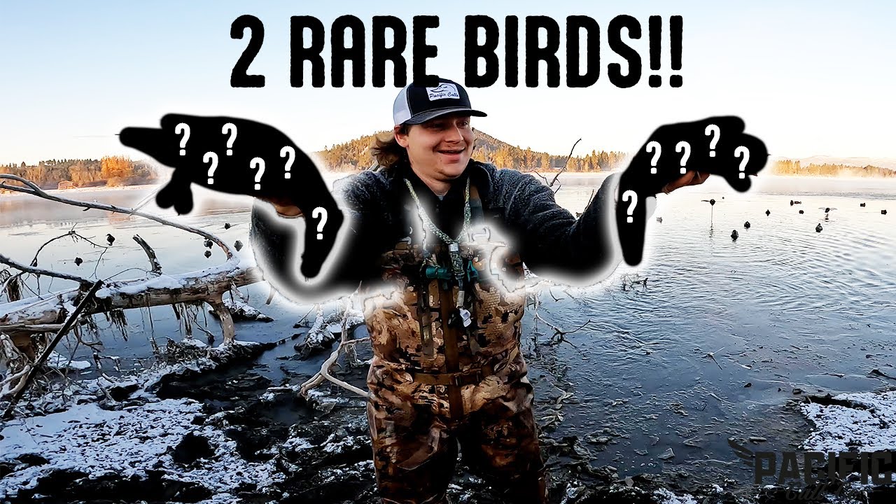 WE GOT TWO RARE DUCKS- Washington State Public Duck Hunt - YouTube