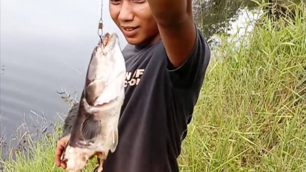 baru kali ini dapat ikan toman cuma separo..... - YouTube