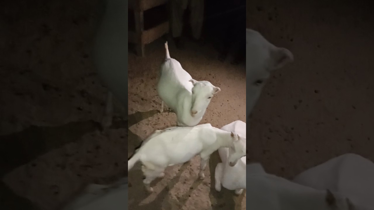 Pure Pink and White eyes teddy goats| Teddy goats farming #goatfarm # ...