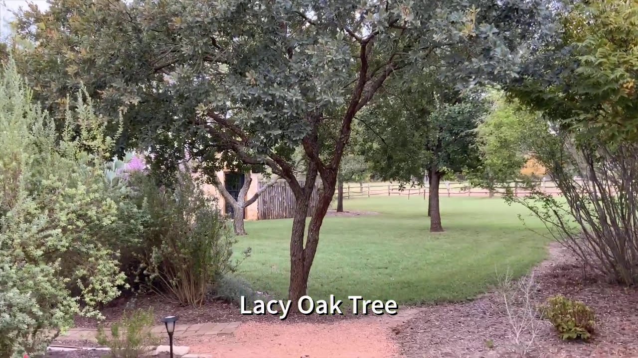 Lacy Oak Tree - YouTube