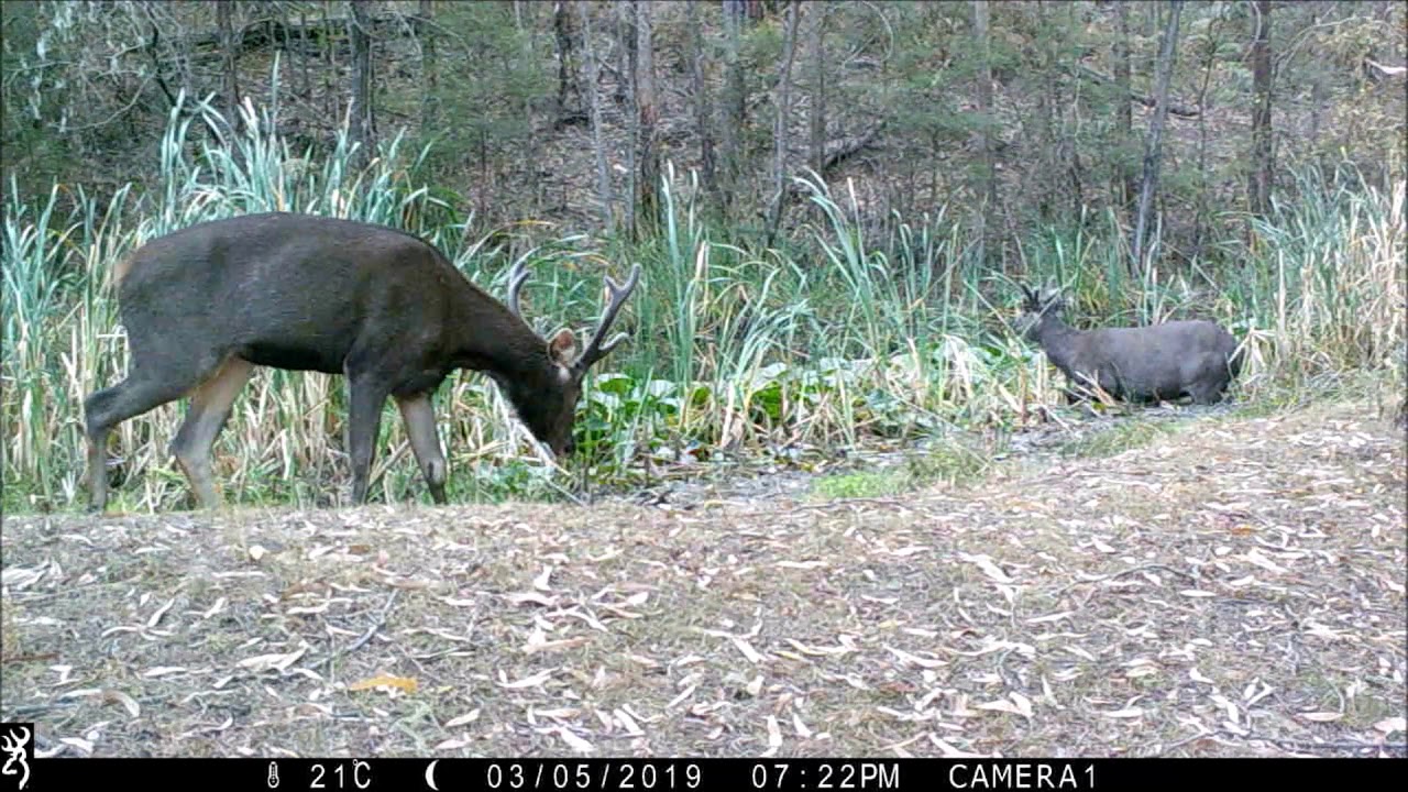 Sambar and Fallow Deer at the Dam, Victoria 29/03/2019 - YouTube