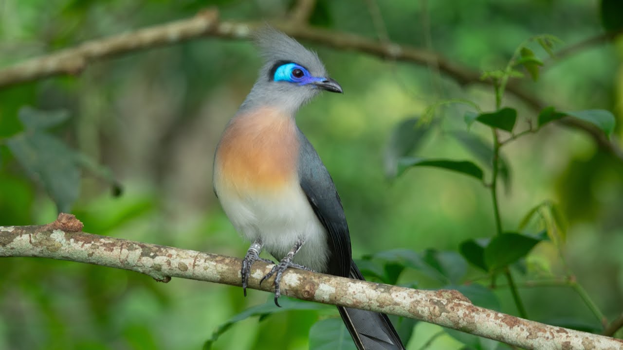 Mandai Bird Paradise. #singapore #birds #birdpark #mandaibirdparadise # ...