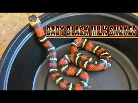 My journey with adopted baby Black Milk Snakes