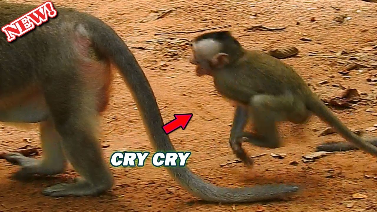 Terrible cry ask milk! Poor baby Vienna temper crying beg mom Violet ...