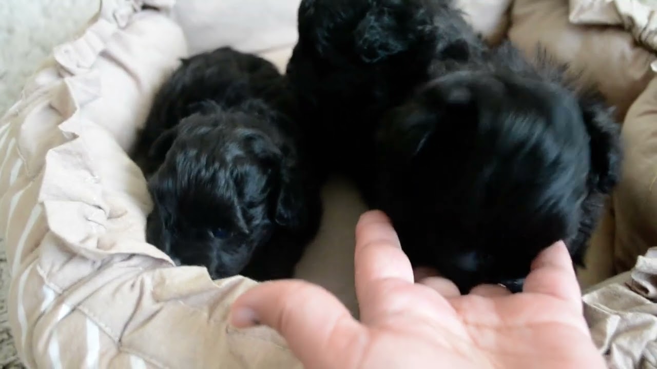 ДИЗАЙНЕРСКИЕ ЩЕНКИ ПОМАПУ /PUPPY POMAPOO - YouTube