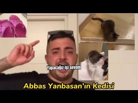 Abbas Yanbasan'ın Kedisi - TikTok Videoları
