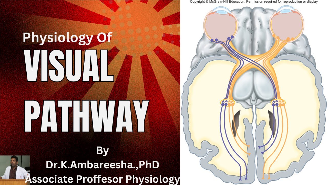 Physiology Of Visual Pathway - YouTube