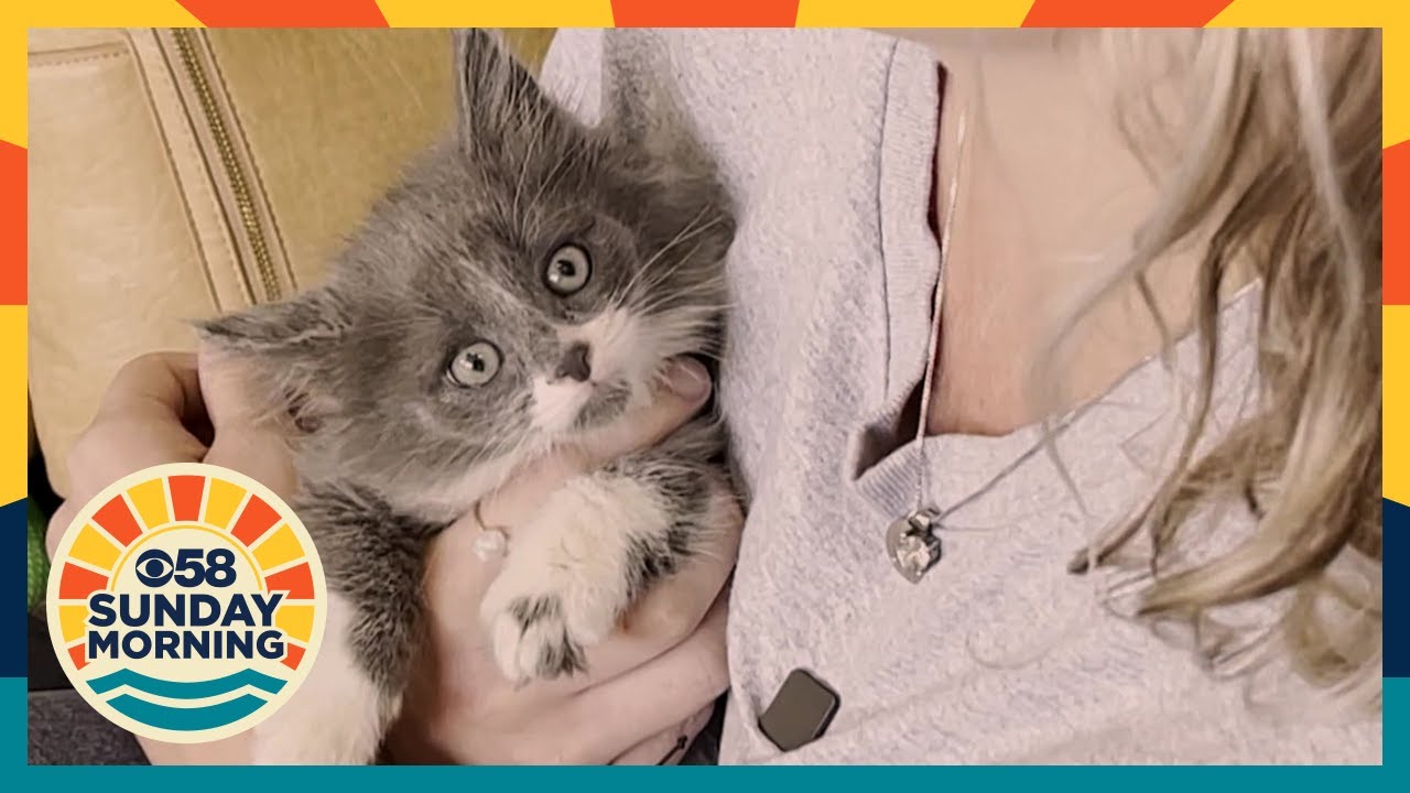 'We don't know how she survived for 5 days': Piper the pipe kitten ...