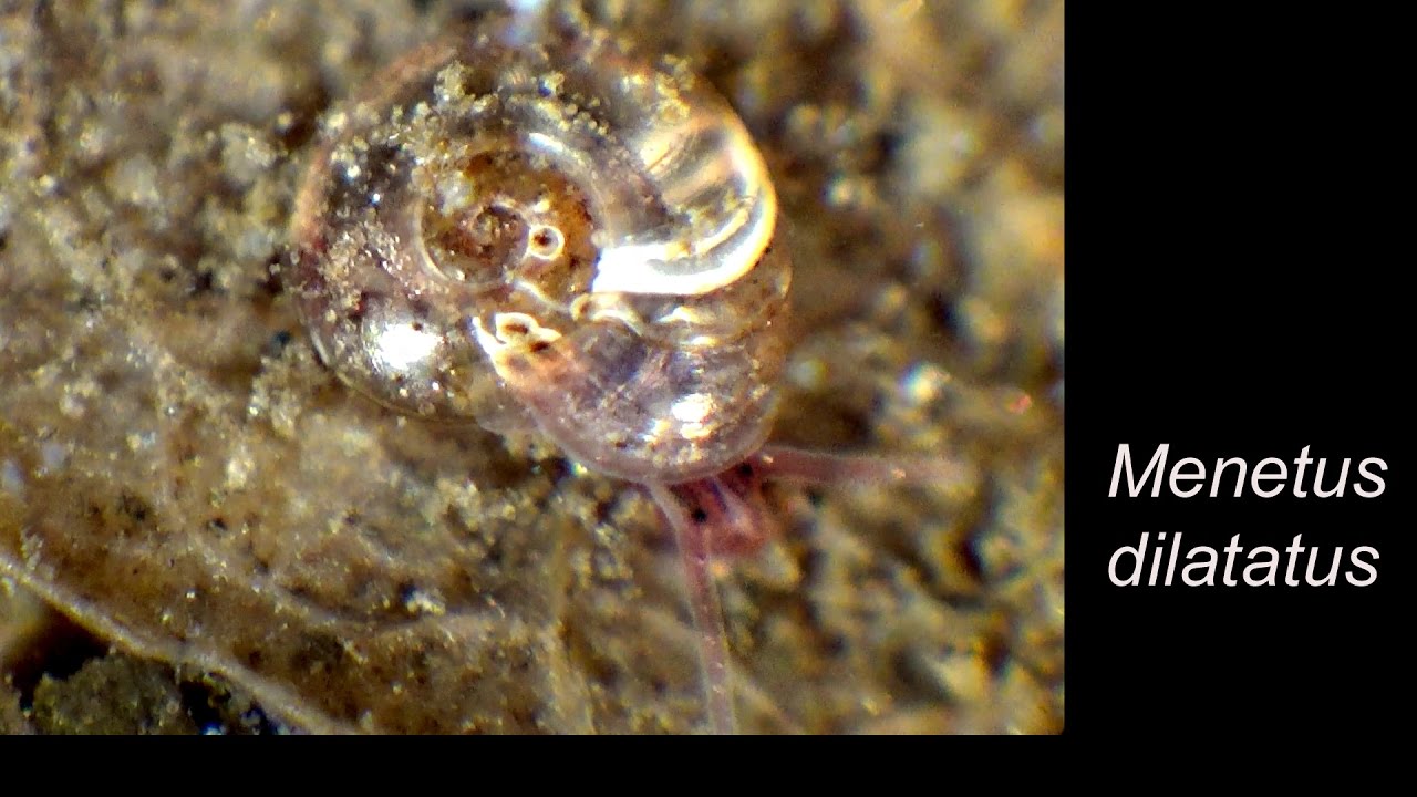 Menetus dilatatus - YouTube