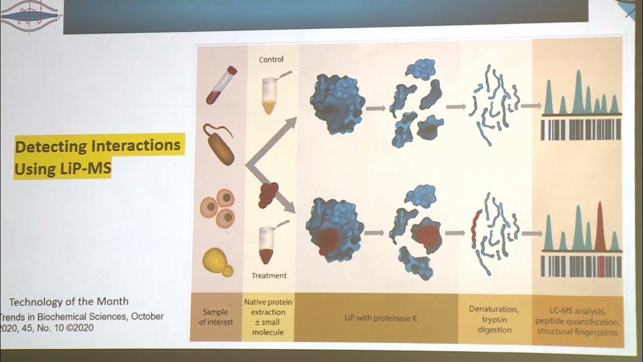 13. Limited proteolysis mass spectrometry (LiP-MS) by Eduardo Ceccarelli - YouTube
