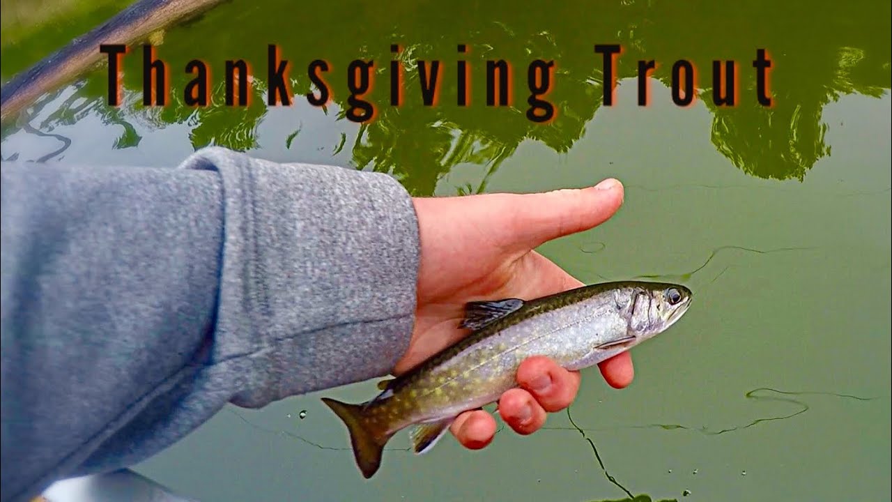 Calabogie Brook Trout Fishing - YouTube