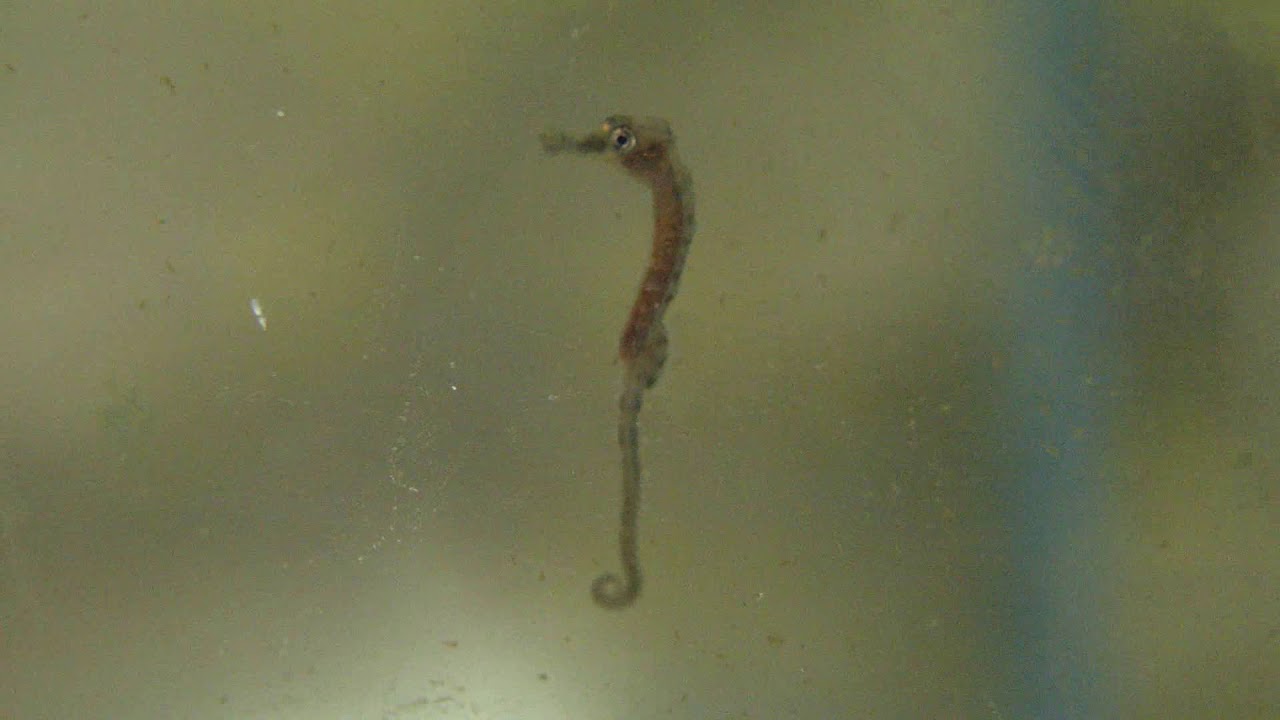 Seahorse Fry Comp - YouTube