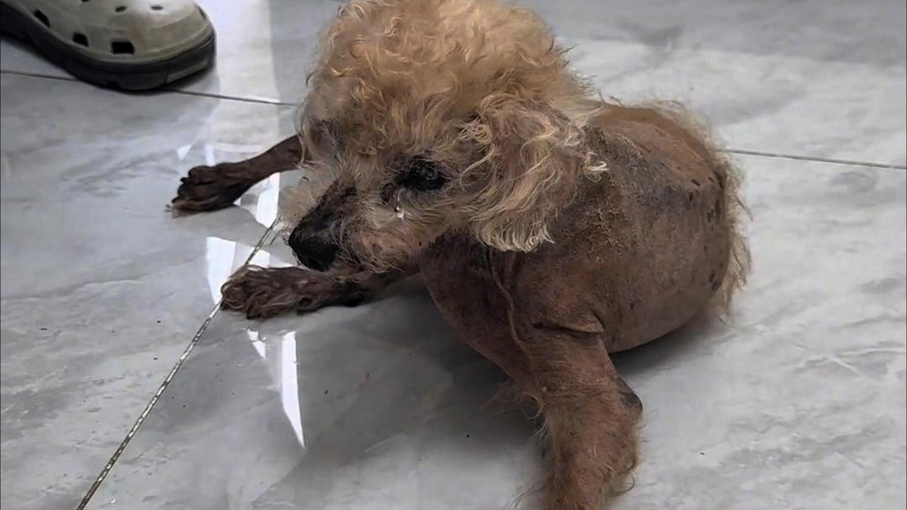 He was dying, but he was cruelly abandoned before his death, curled up ...