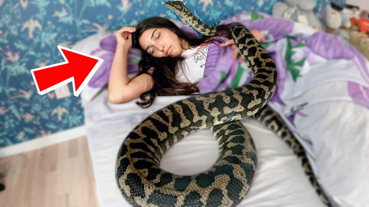 Sleeps With Her Python For Weeks Until Vet Found THIS YouTube sleeps-with-her-python-for-weeks-until-vet-found-this-youtube