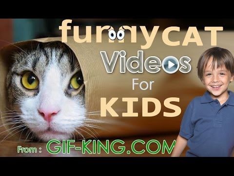 Funny Cat Videos For Kids - YouTube