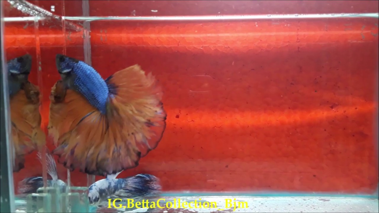 Beautiful Dance of Betta Fish HM MG - YouTube