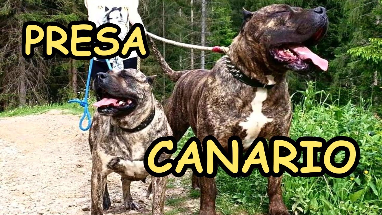Presa Canario: Strong Guard Dog - YouTube