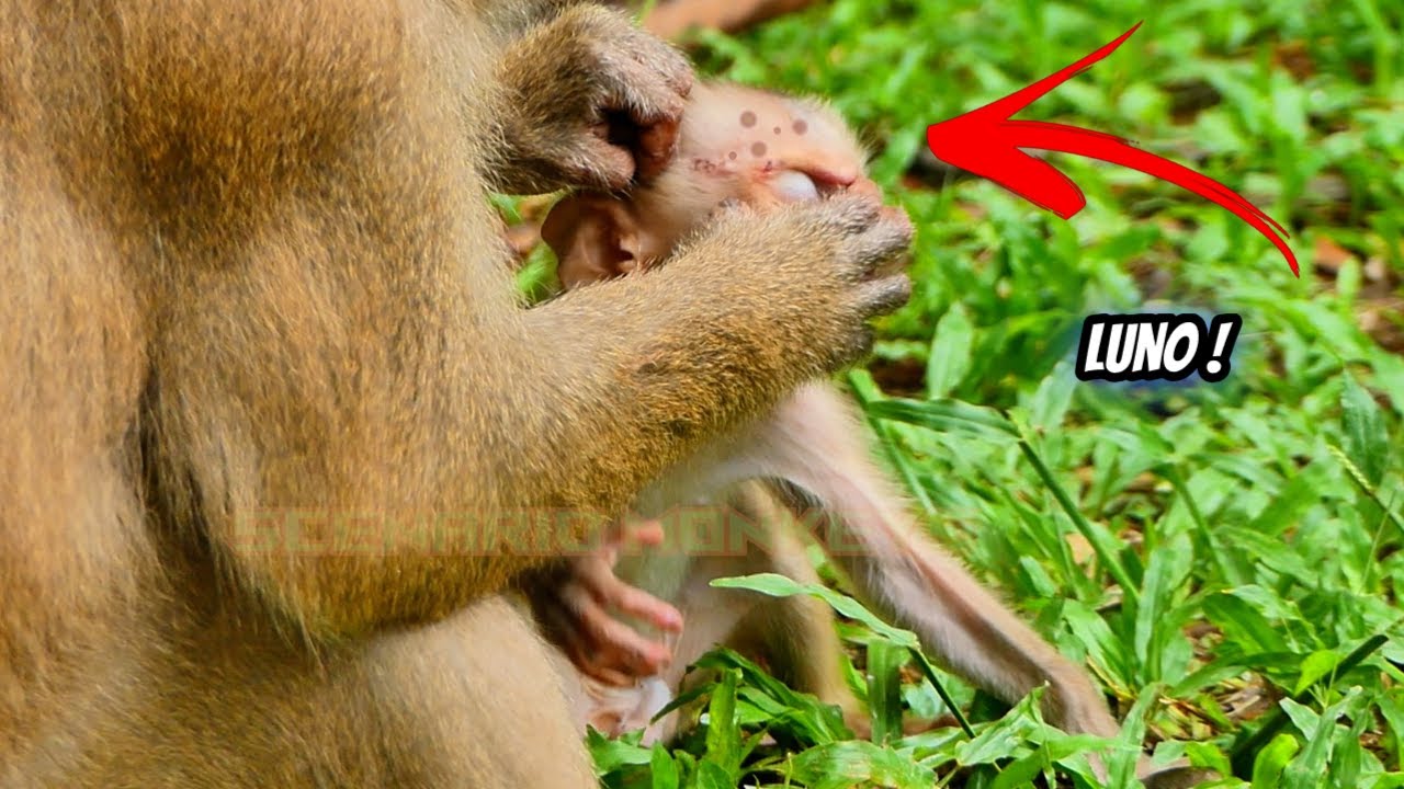 Motherly Care! Mommy Luna Gently Checks on Baby Luno and Sister Lucie ...