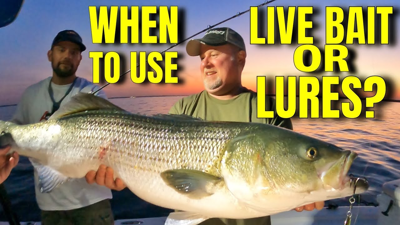 Striper Fishing Pros don’t want beginners to know this. How to catch ...