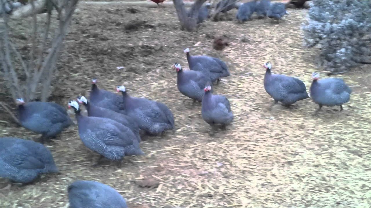 Africa Chickens Weird Behavior [HD] - YouTube