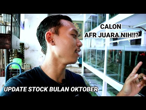 DAPET JUARA 2 KONTES SIDOARJO DAN LIHAT KOLEKSI FARM KAMI