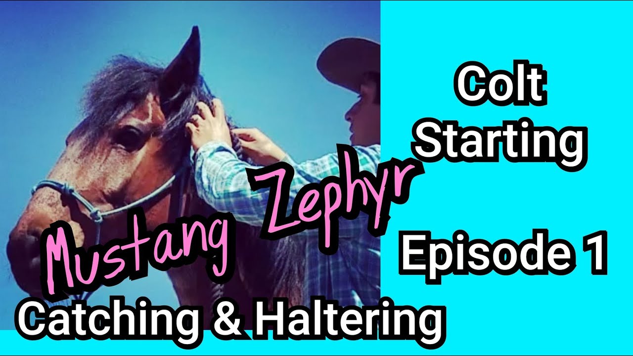 Colt Starting Episode 1 - Catching and Haltering Gaining Trust - YouTube