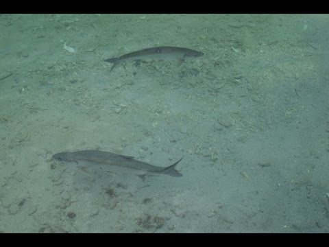 Following 11 Parrot fish off the beach @ 7 Mile Beach Cayman Island ...