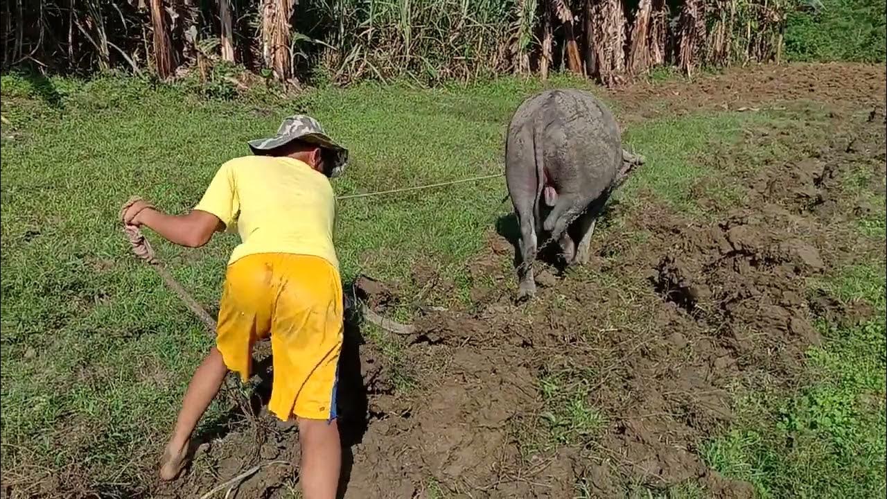 Nag araro ako gamit Ang kalabaw . - YouTube