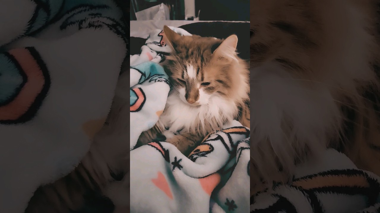 Rexyroo nightly routine Volume Up 🥰🥰 #cute #cat - YouTube