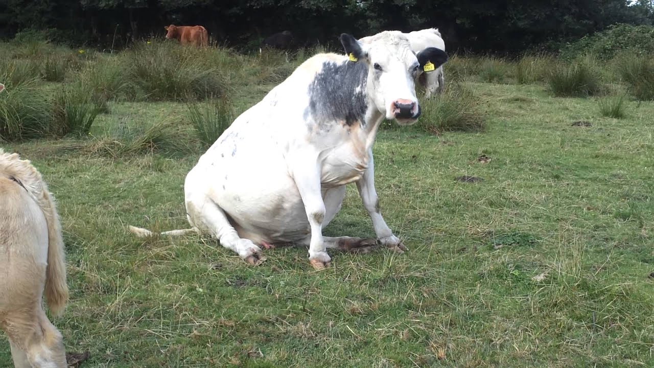 The lazy cow - YouTube