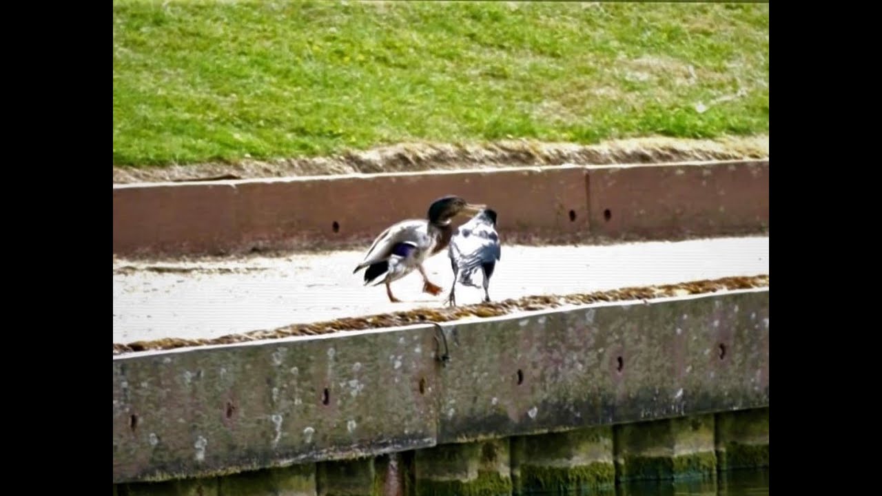 Birds In Defence Mode - YouTube