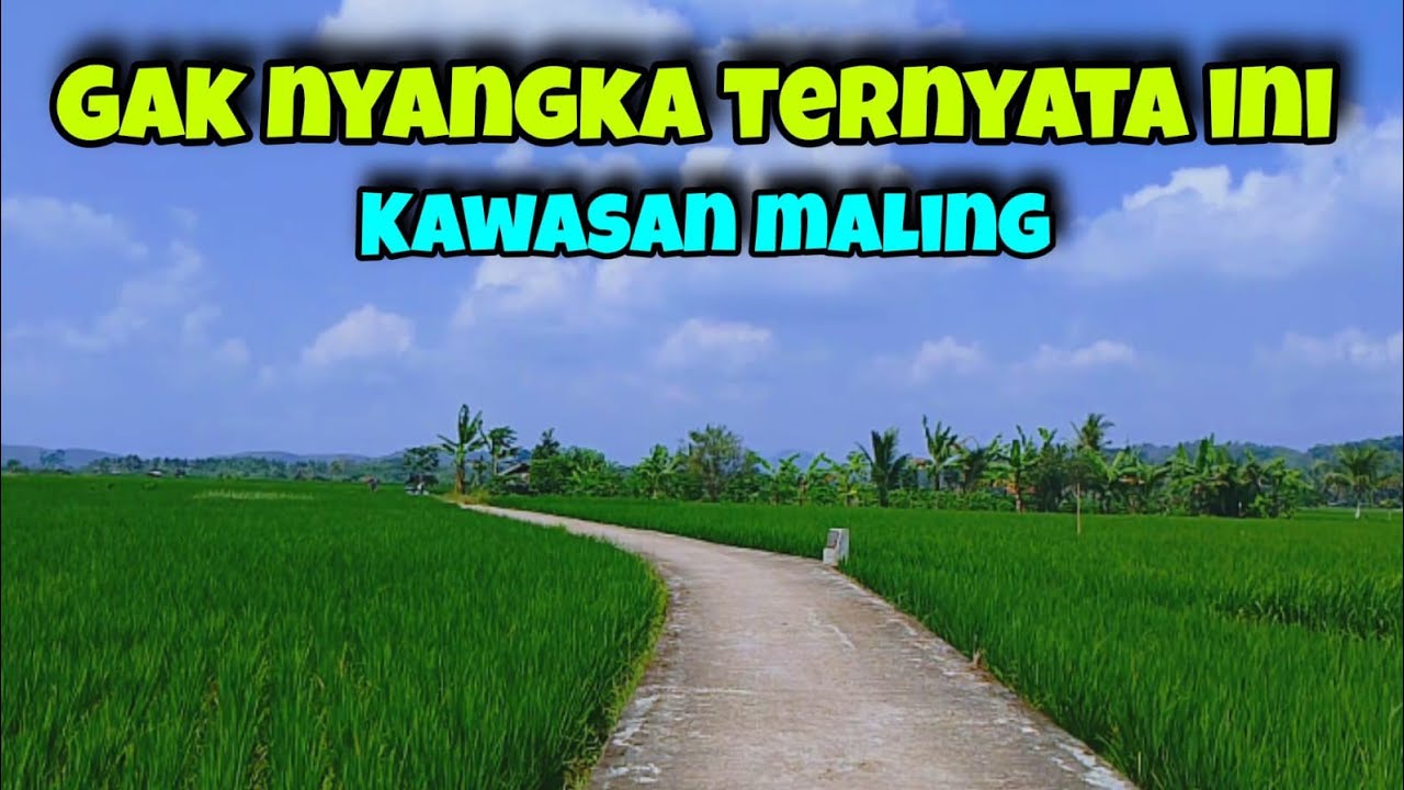 AW,,,AW,,, MASUK KAWASAN MALING💦DI AREA SAWAH AMPAH - YouTube