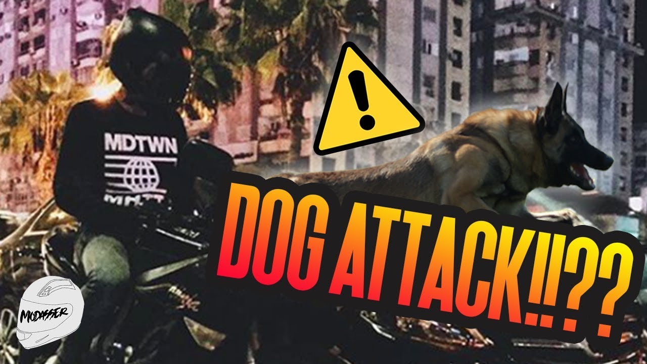 WTF WAS THAT?! (Dog Chasing Motorcycle) - YouTube