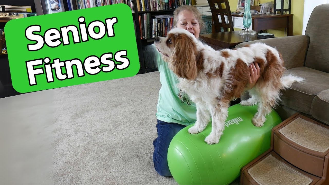 Cavalier Dog Balance Exercises on Peanut | Canine Fitness and Senior ...
