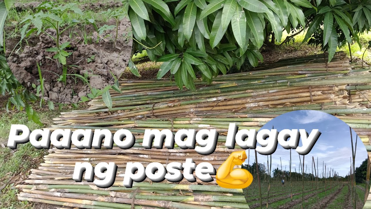 Paano ang distance ng balag sa kamatis😱💪 - YouTube