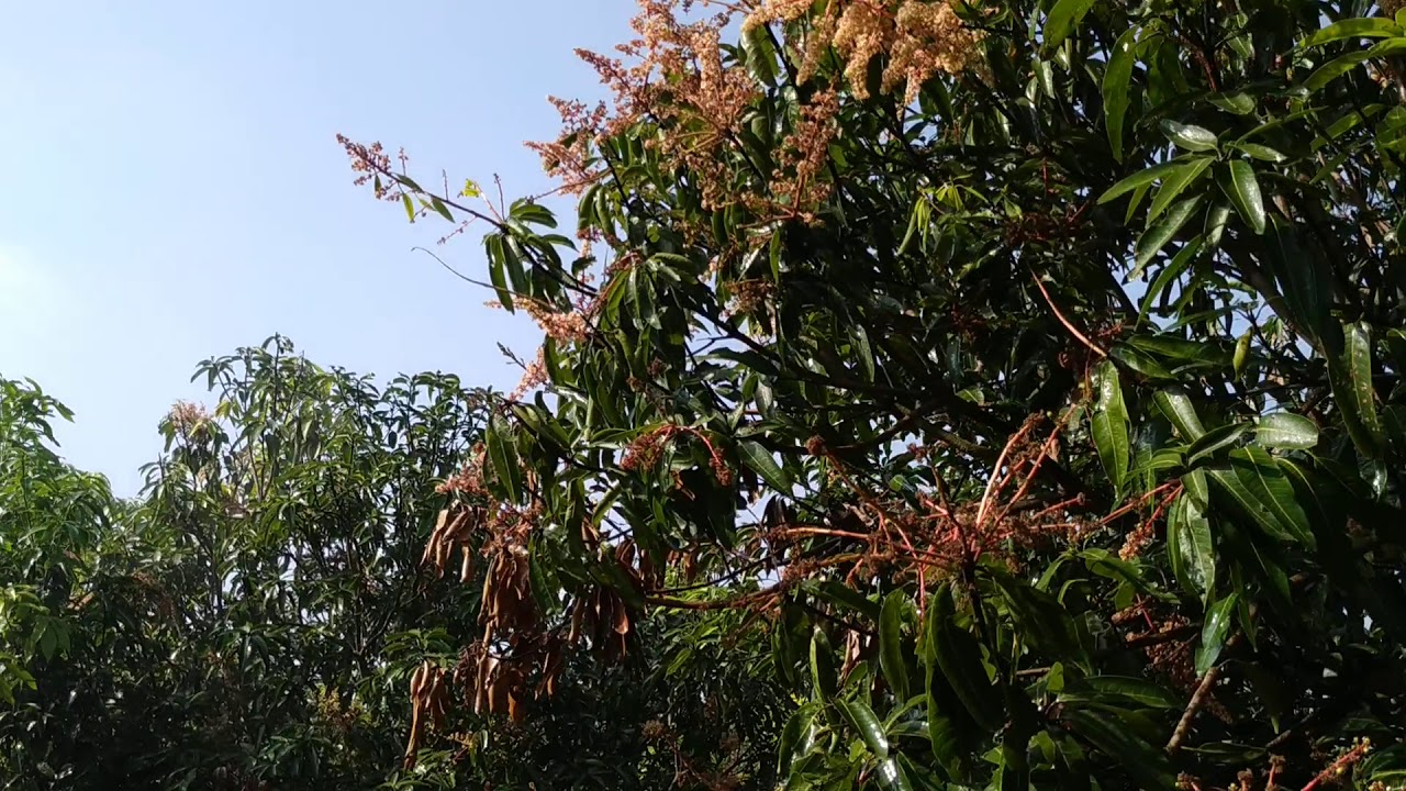 spraying for mango - YouTube