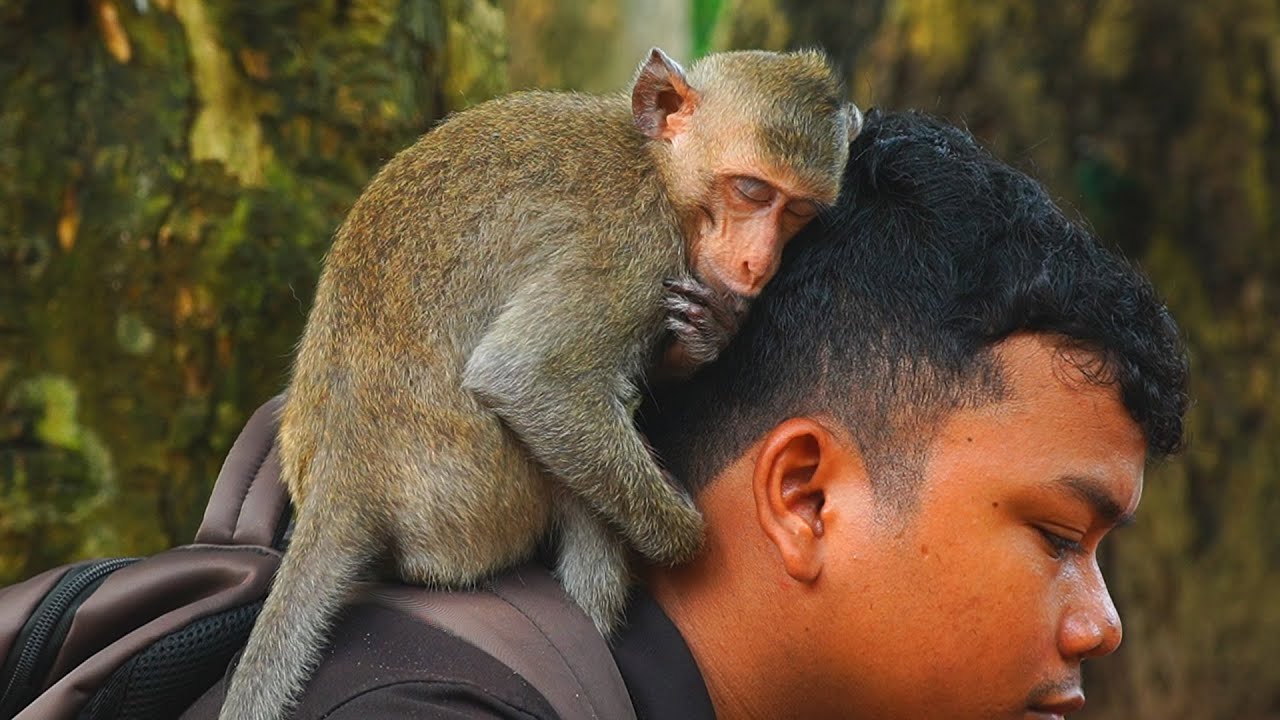 Monkey Dawn is relaxing so cool with cameraman - YouTube