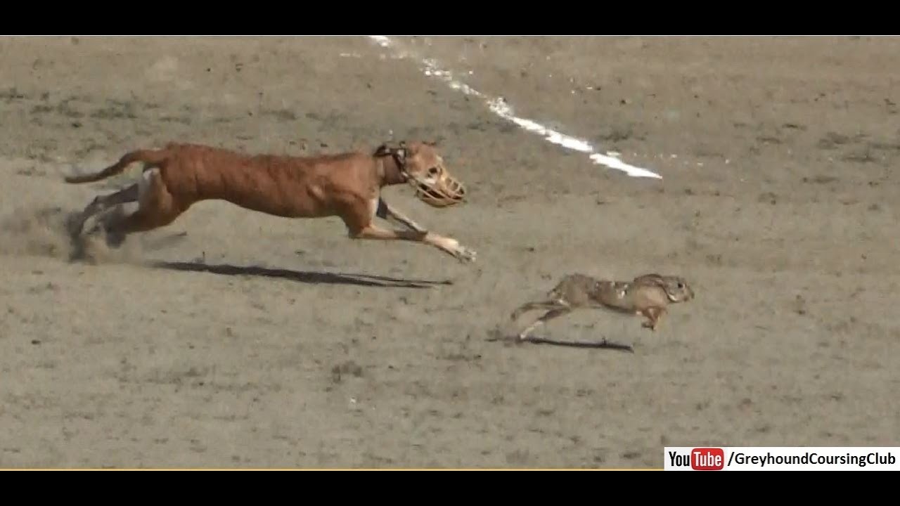 dog and rabbit race 2021 | greyhound coursing | dog racing - YouTube