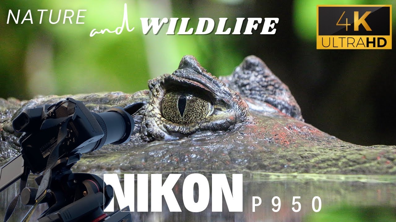 Nikon P950 - Animals and Birds Photography | Nature and Wildlife - Nikon Coolpix P950 - YouTube