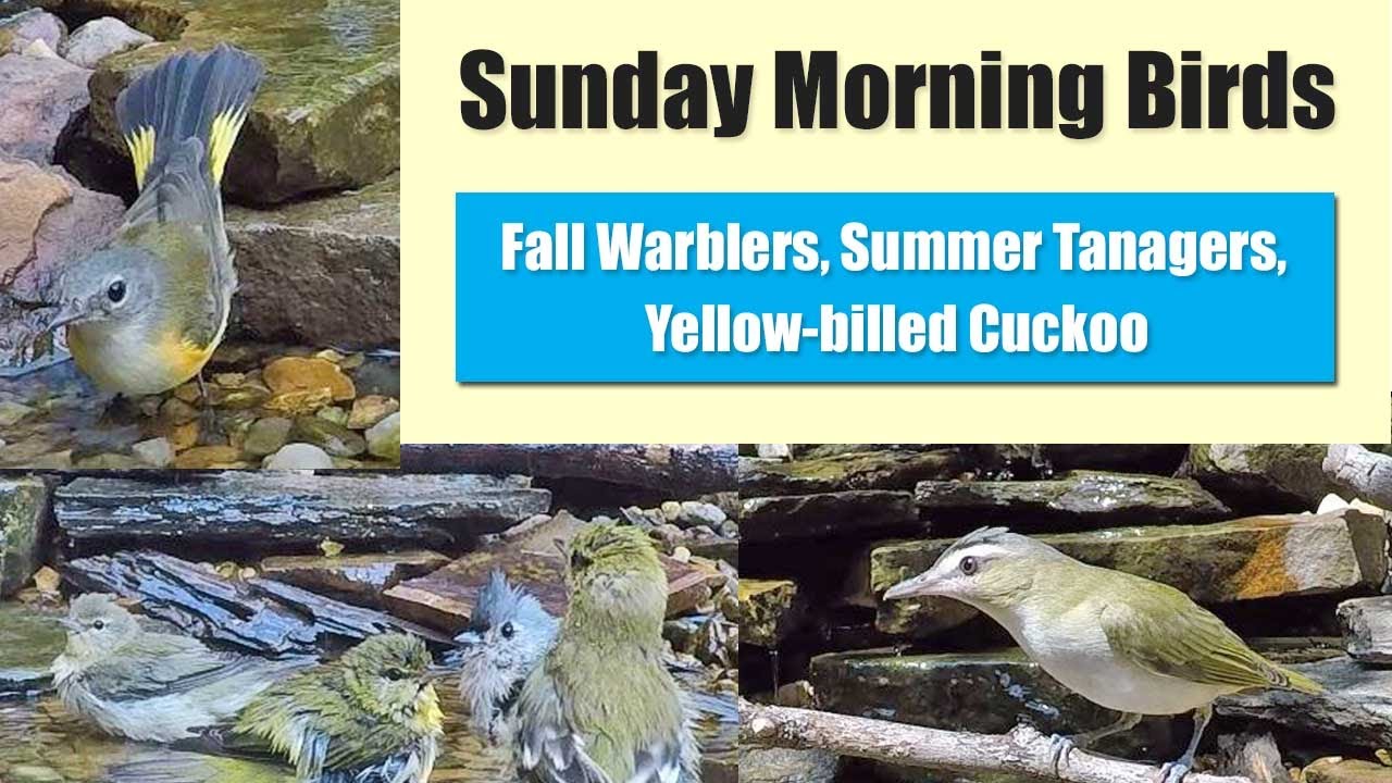 Warblers (Including One Mystery!), Yellow-billed Cuckoo, Tanagers, and ...