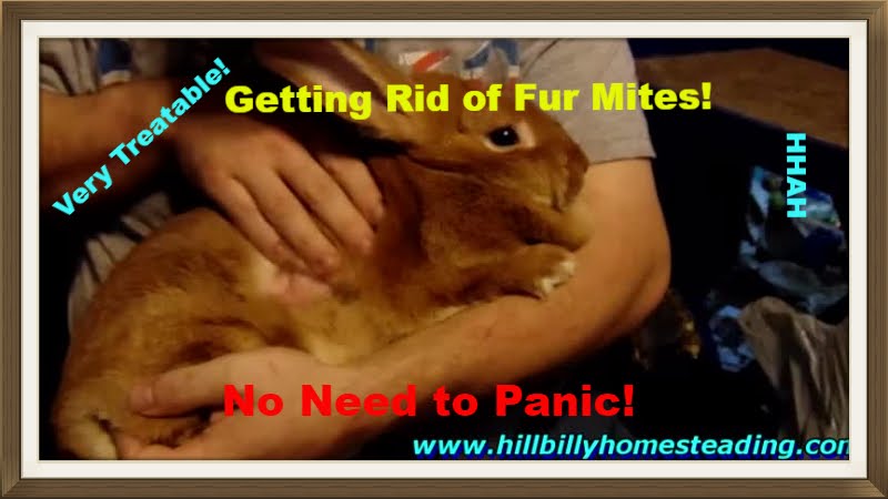 Rabbit Husbandry - Fur Mites, What It Looks Like and How We Treat It ...