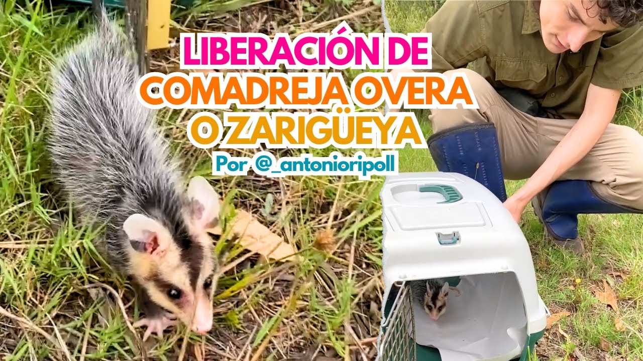 Liberación de comadreja overa o zarigüeya | Didelphis albiventris | Por ...