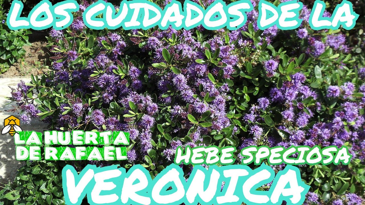 Los cuidados de la planta veronica o hebe speciosa🌿🌿||El cultivo de la ...