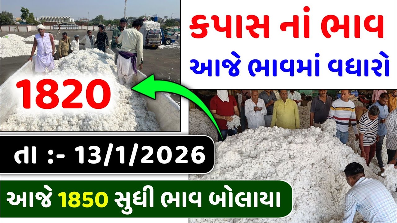 Today cotton price । 13/1/2026 । Cotton rate । Cotton price update ...