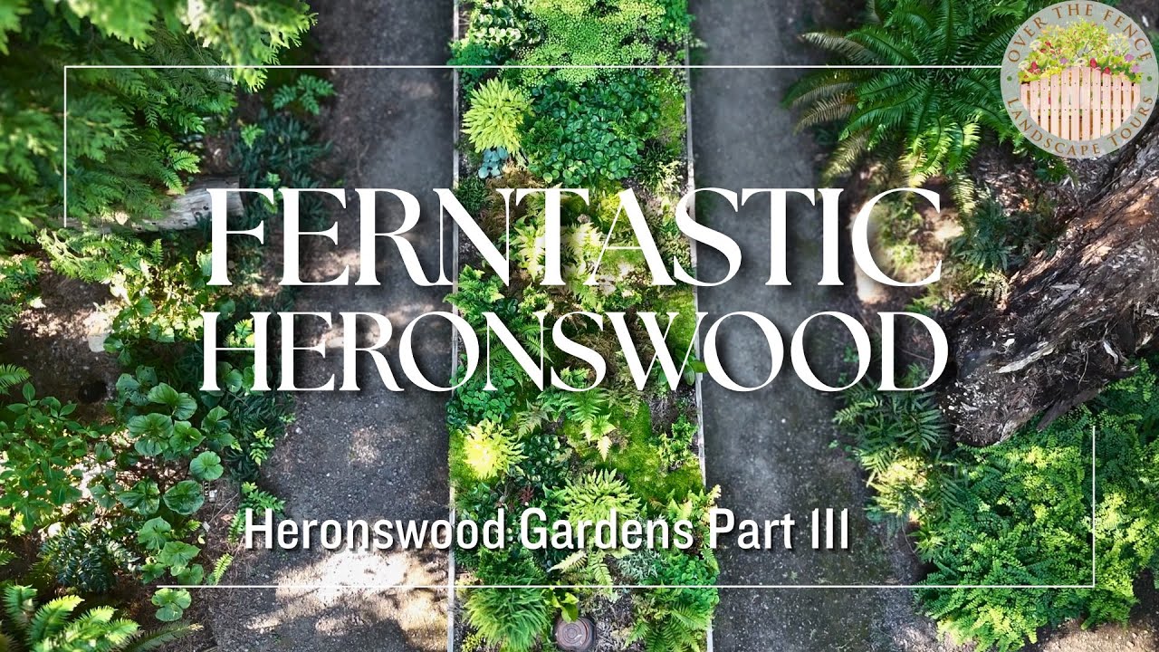 Ferntastic Heronswood: Heronswood Part 3 Fern Wonderland - YouTube