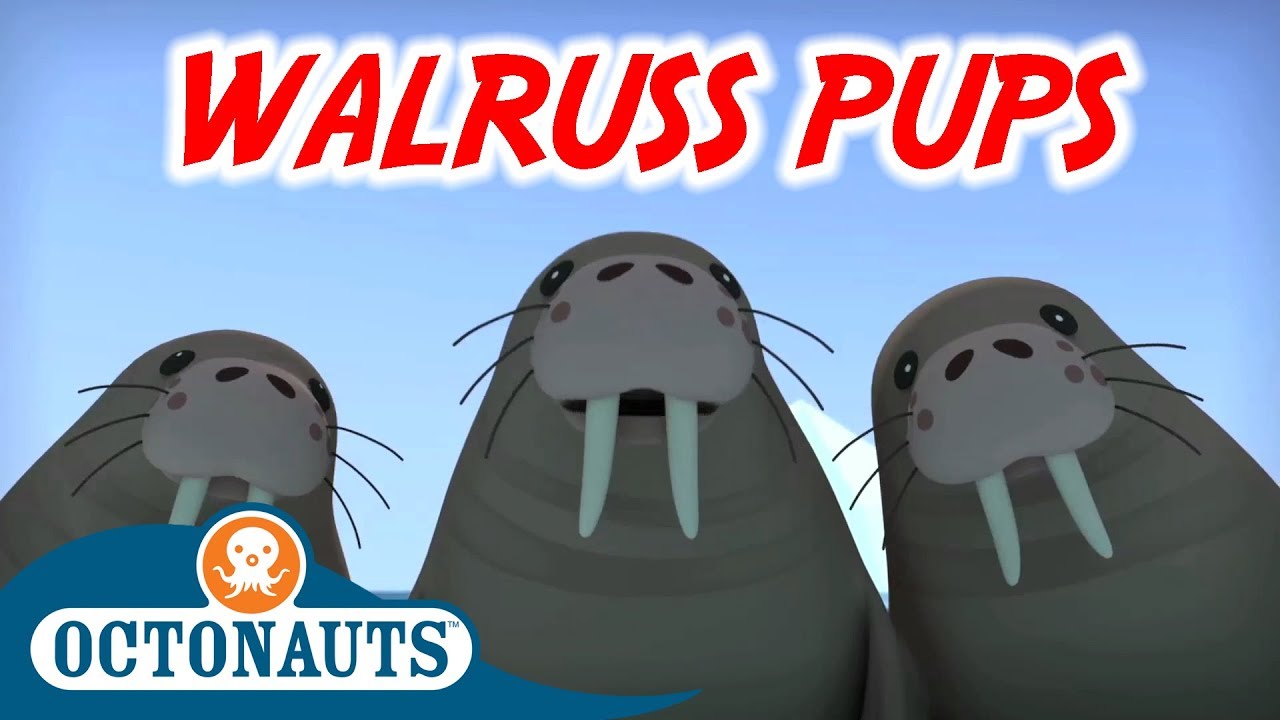 Octonauts - Walruss Pups | Full Episode | Cartoons for Kids - YouTube