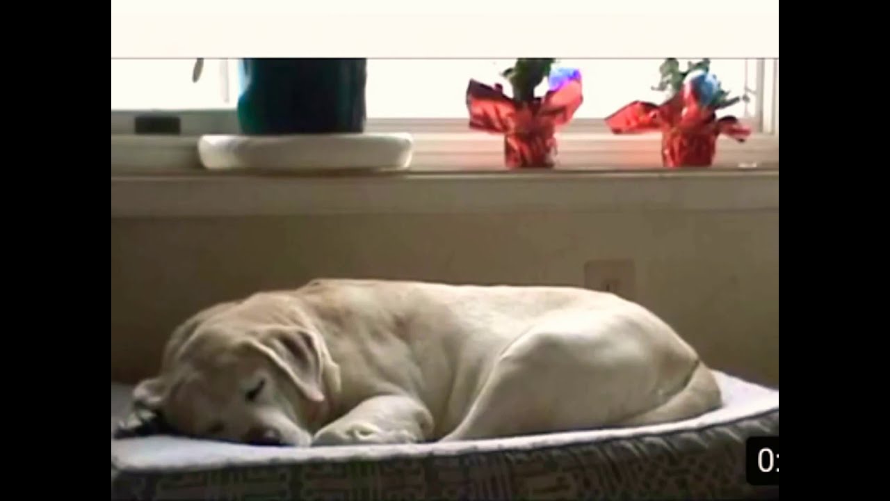 Old Yellow Labrador Dog Farting Loud - YouTube